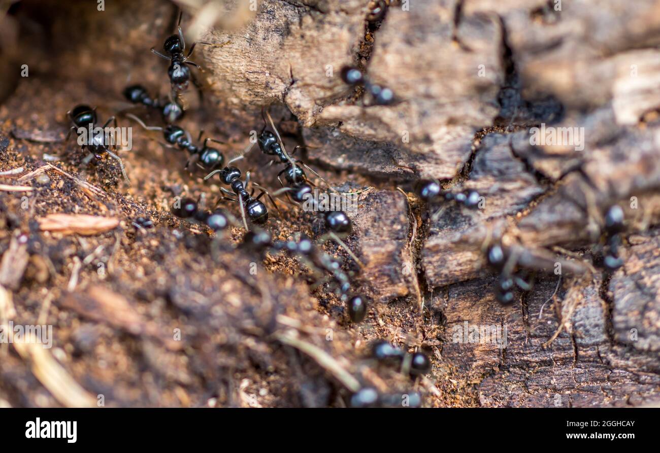 Ant road with many ants in detail Stock Photo - Alamy