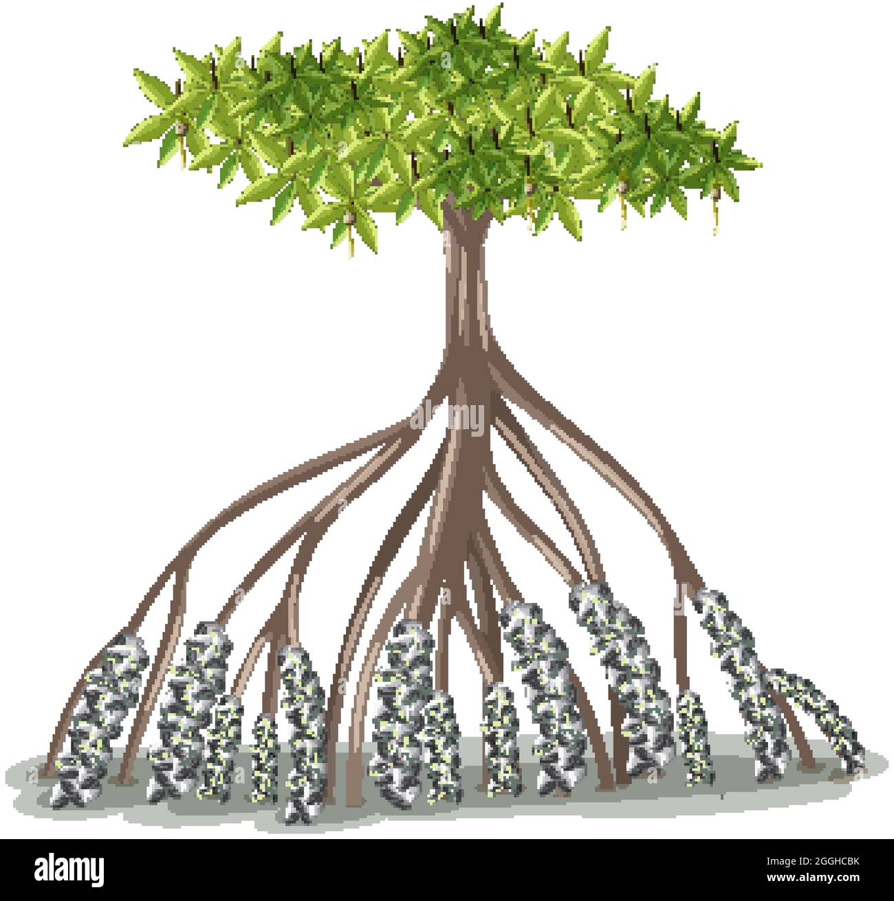 Mangrove tree in cartoon style on white background illustration Stock ...