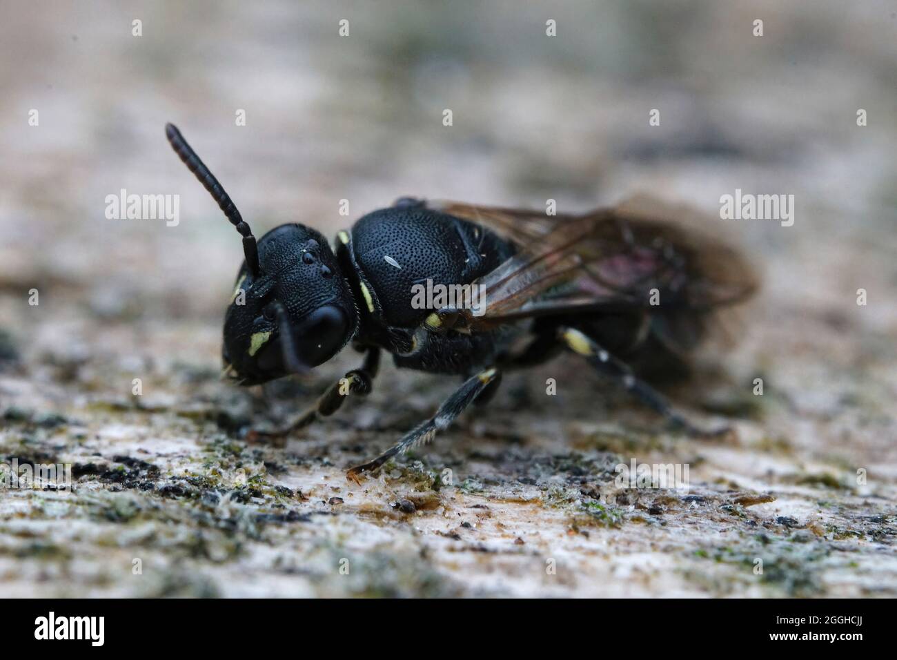 Hylaeus punctatus hi-res stock photography and images - Alamy
