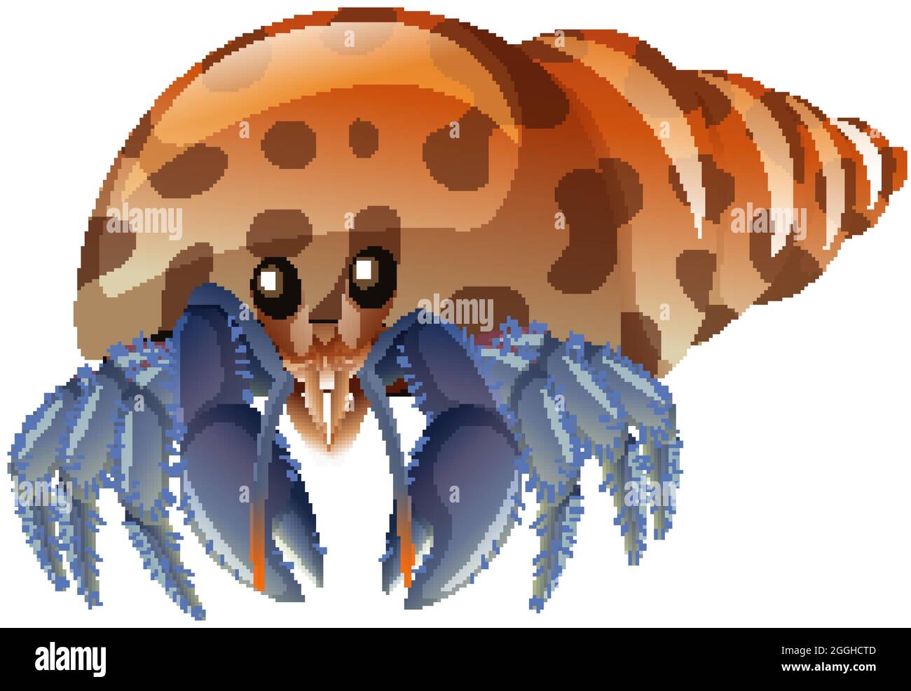 Hermit Crab in cartoon style on white background illustration Stock ...