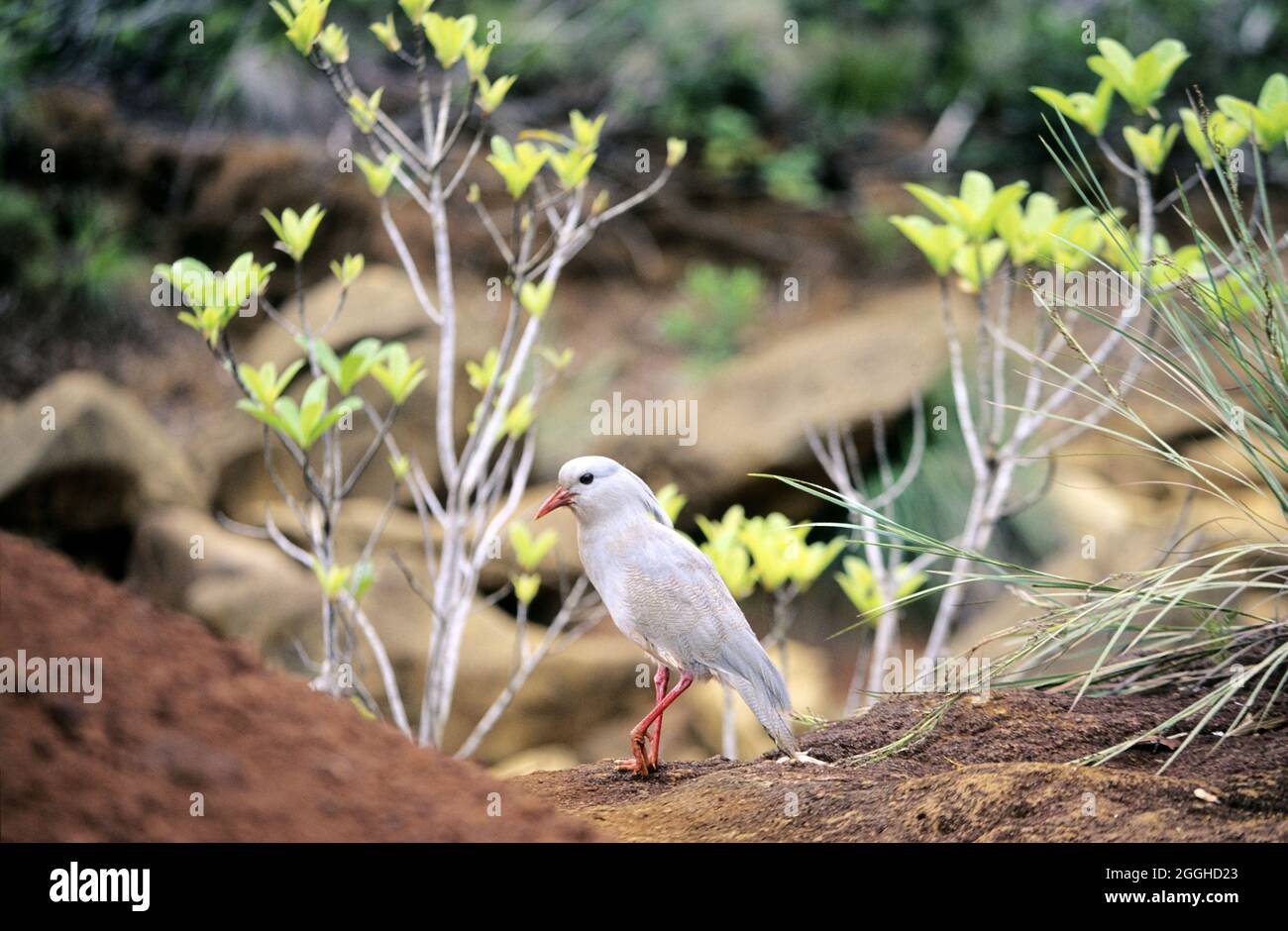 FRANCE. NEW CALEDONIA. CAGOU BIRD ENDANGERED (SYMBOL OF THE ISLAND ...