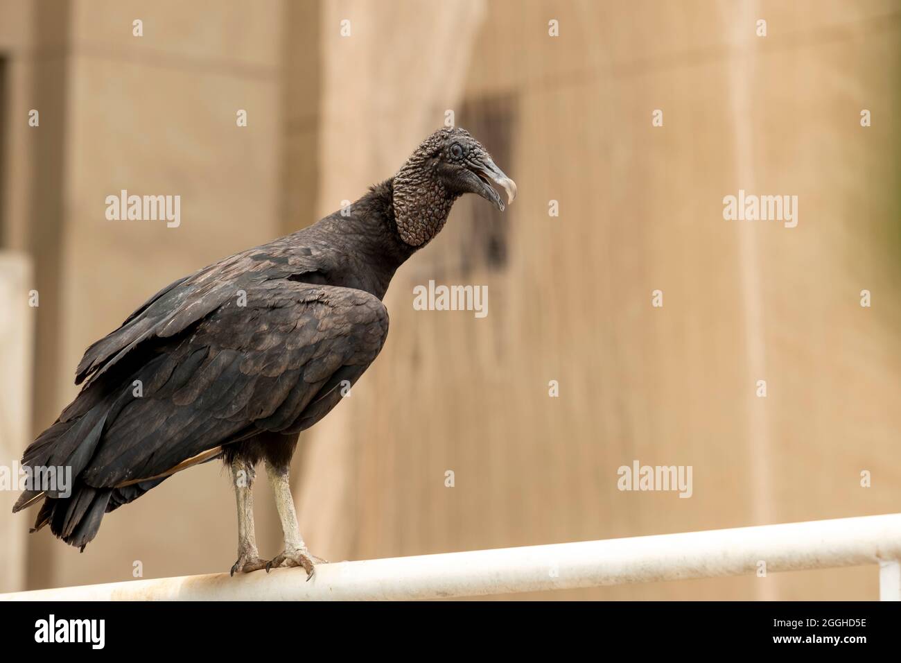 Black urubu hi-res stock photography and images - Alamy
