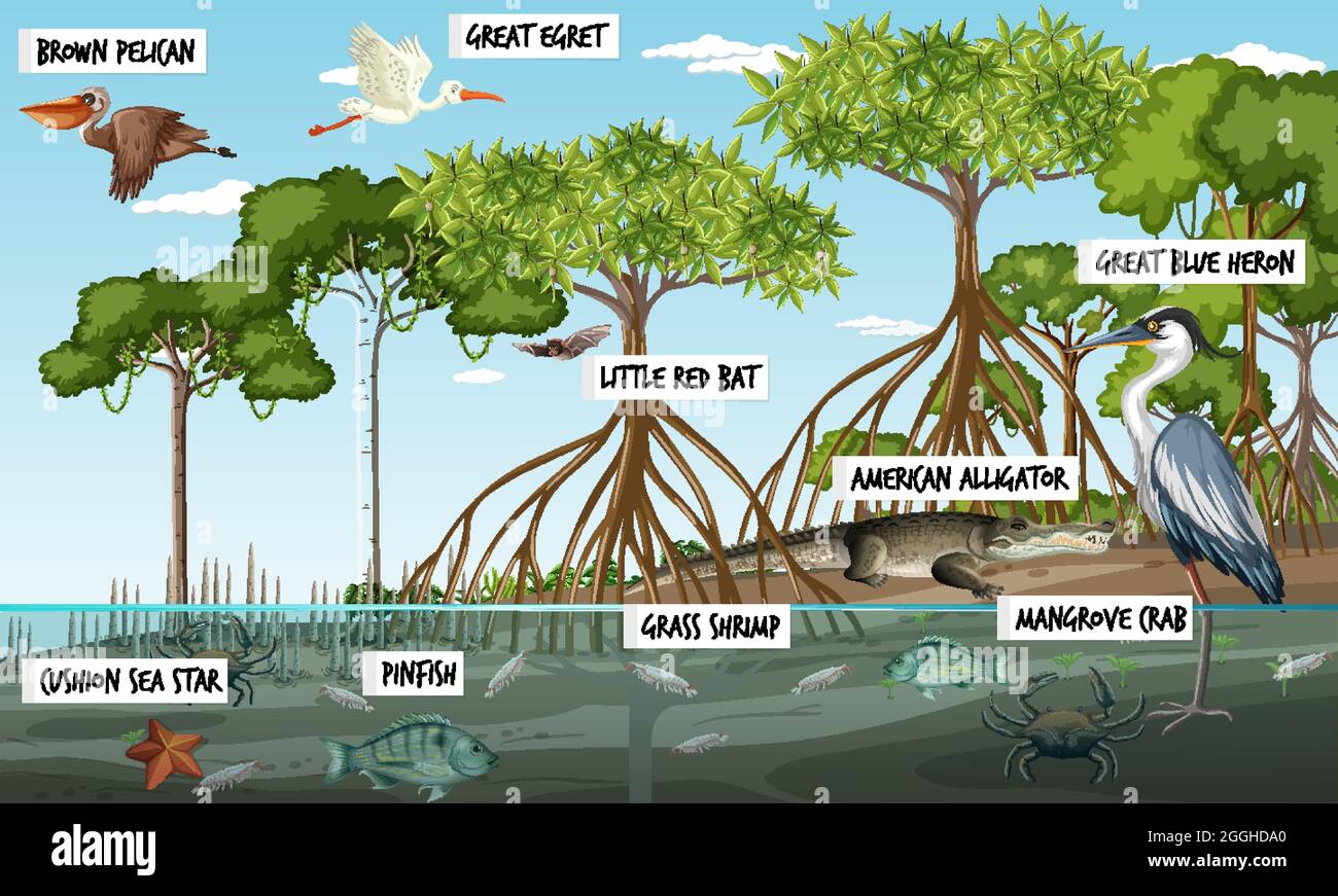 Mangrove Forest Diagram