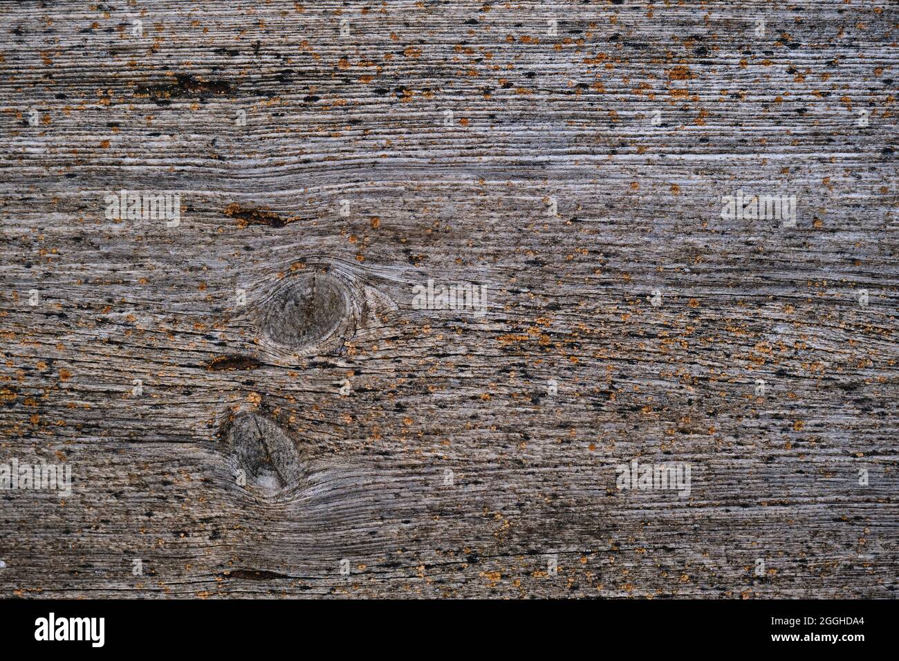 Old weathered knotted wood texture with lichens Stock Photo - Alamy