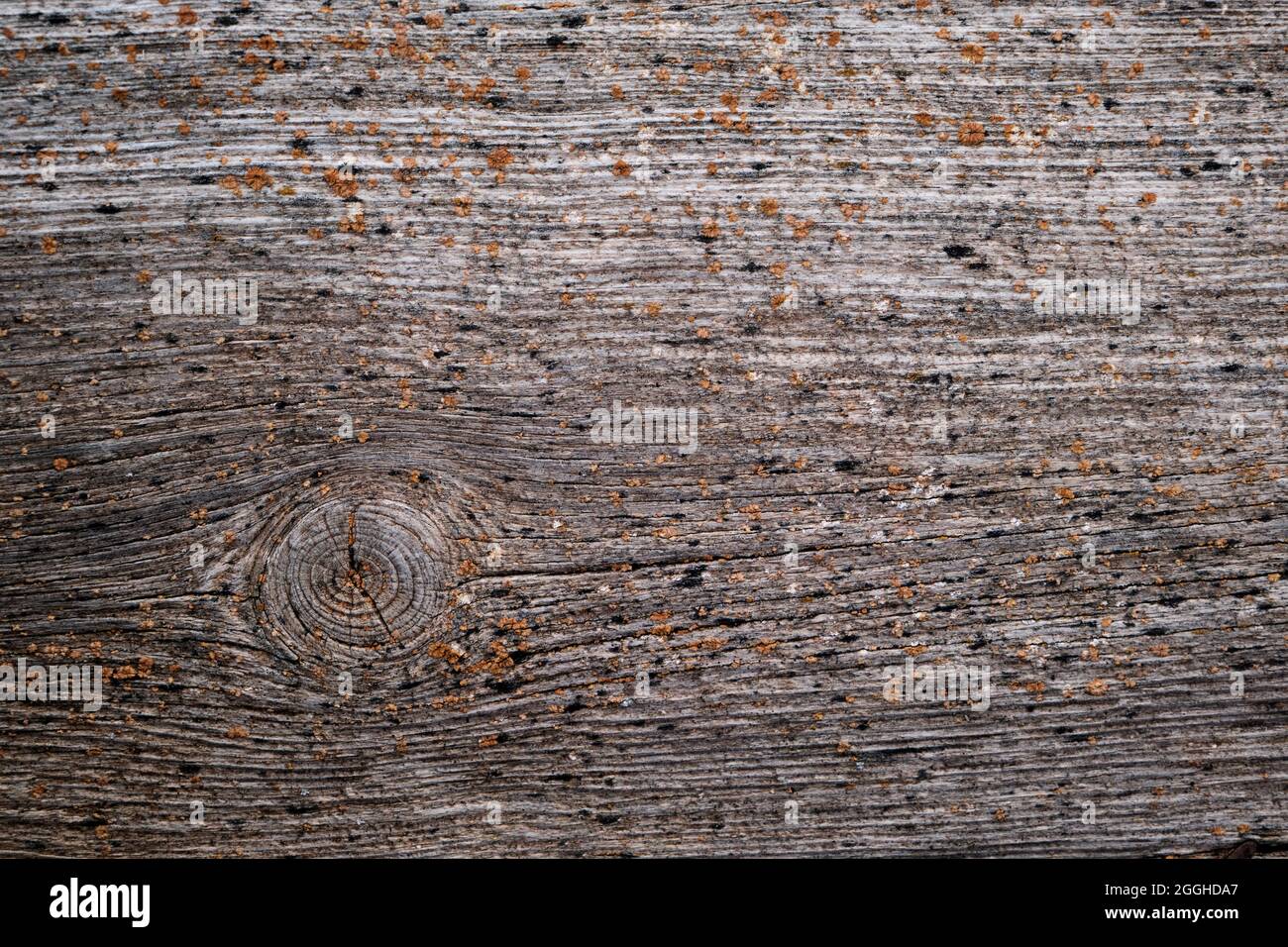 Old weathered knotted wood texture with lichens Stock Photo - Alamy