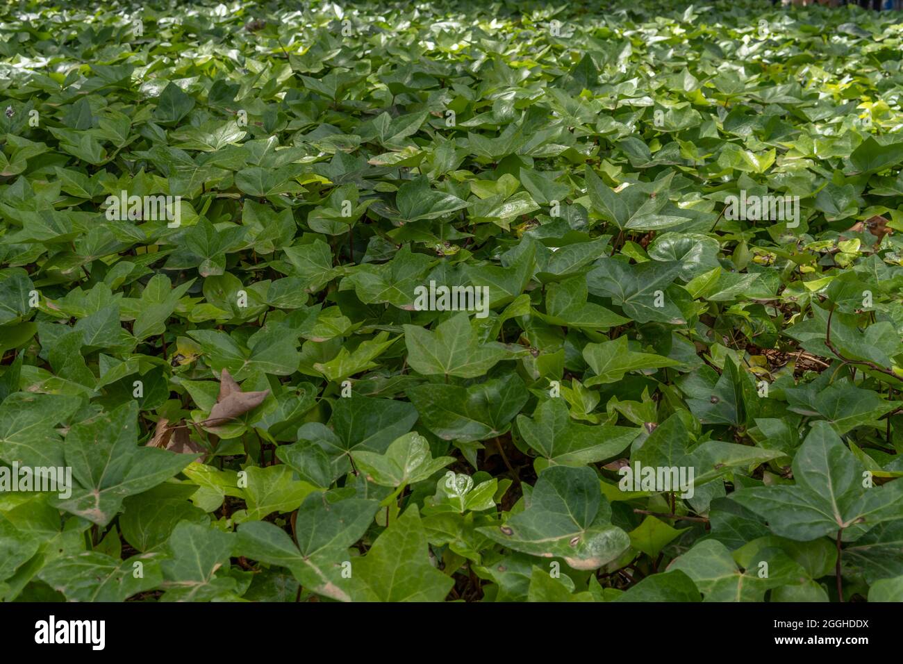 Background image of ivy leaves at ground level. Nature background image ...