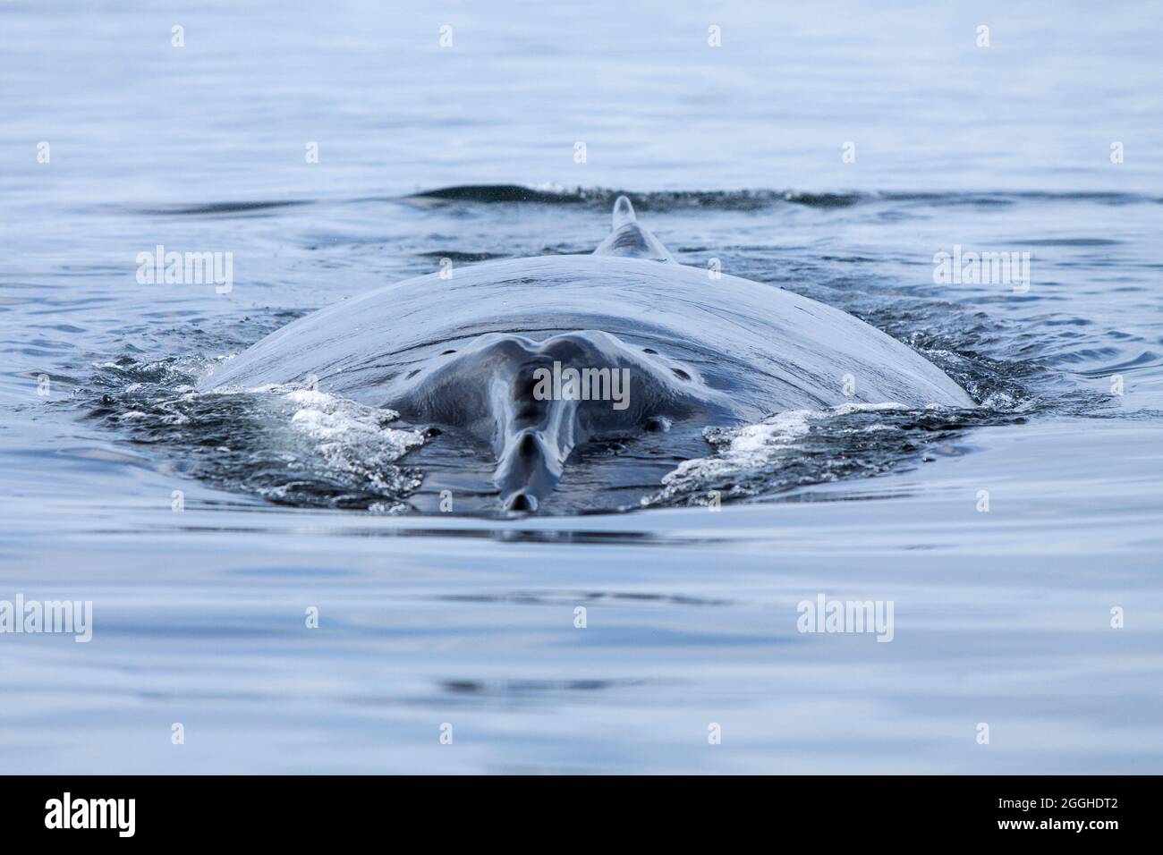 Whale watching on Saint Lawrence river in Tadoussac, Quebec, Canada ...