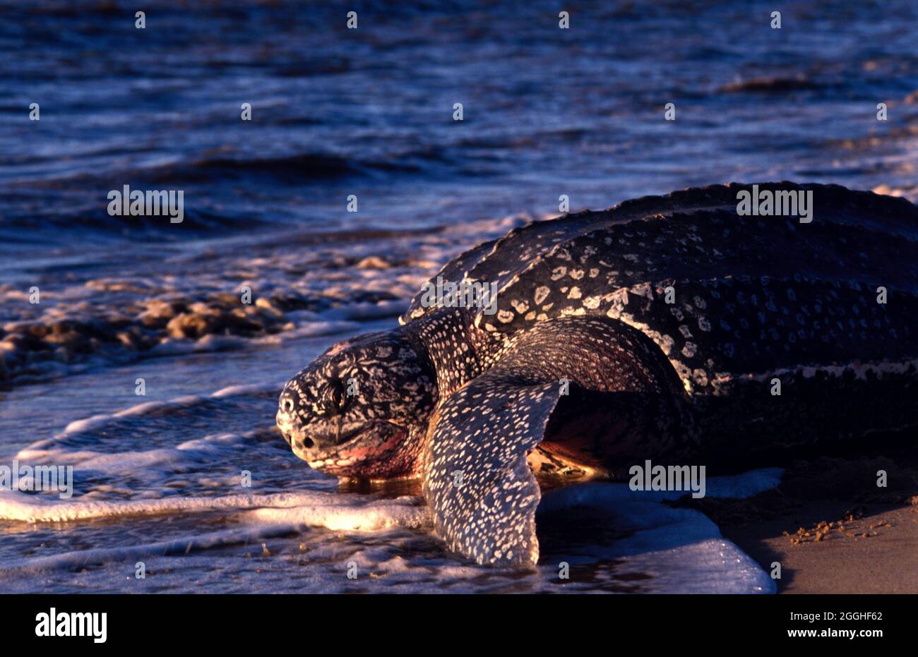 FRENCH GUYANA. NEAR MANA VILLAGE. TURTLES CLUTCH ON HATTES BEACH Stock ...