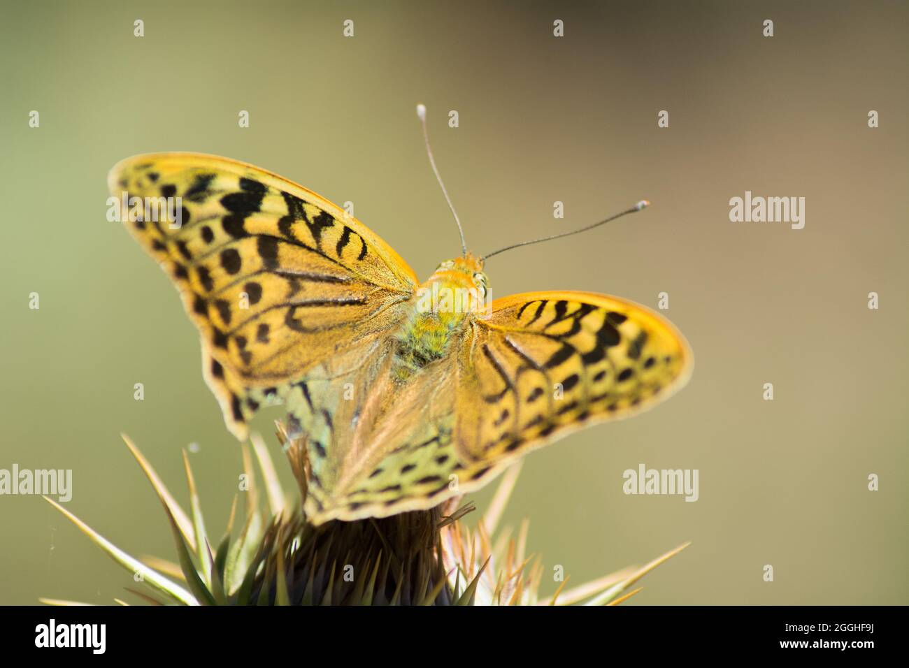 The butterfly and grasshopper hi-res stock photography and images - Alamy
