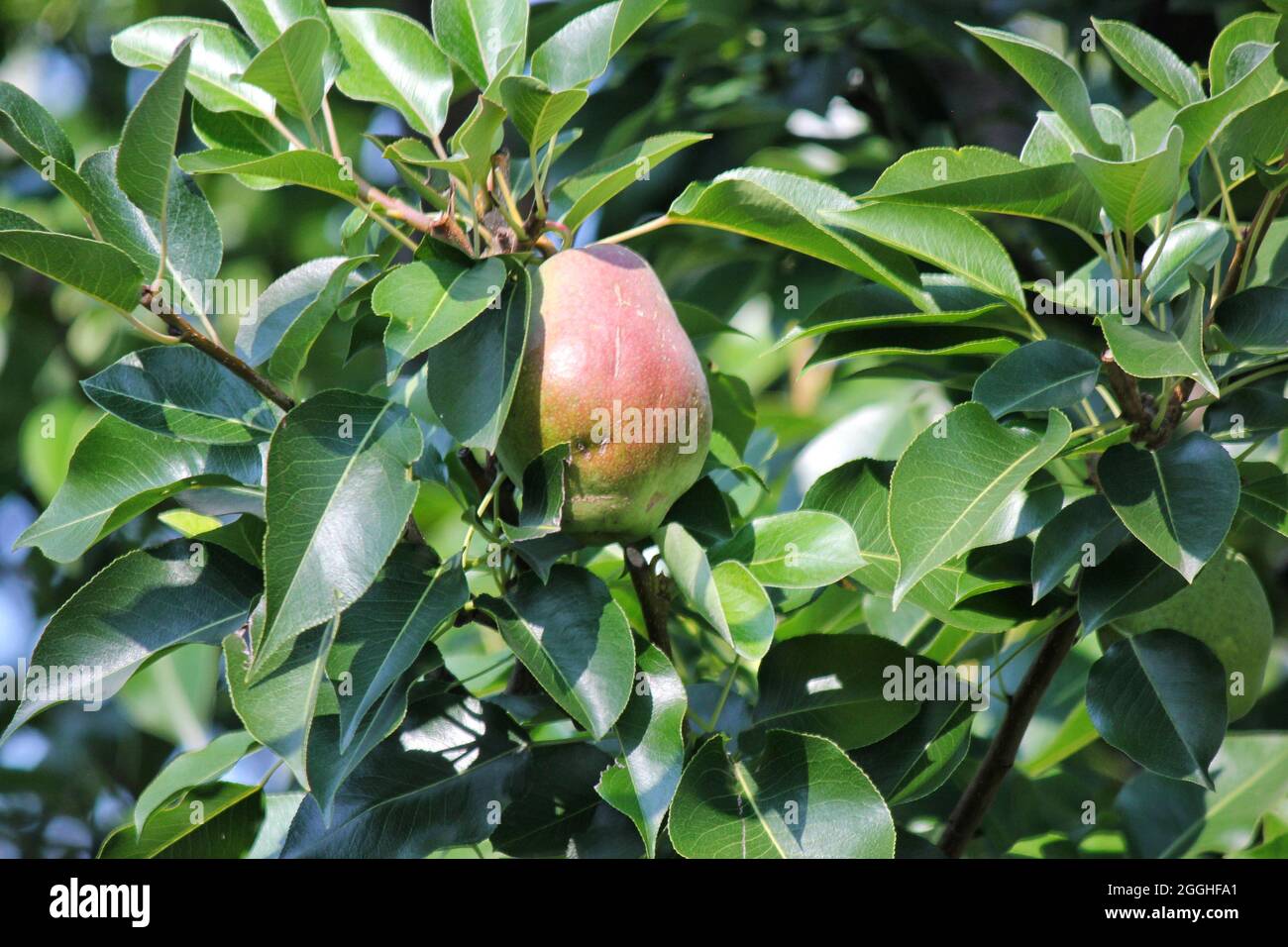 Pear tree growing in the bright summer sun Stock Photo - Alamy