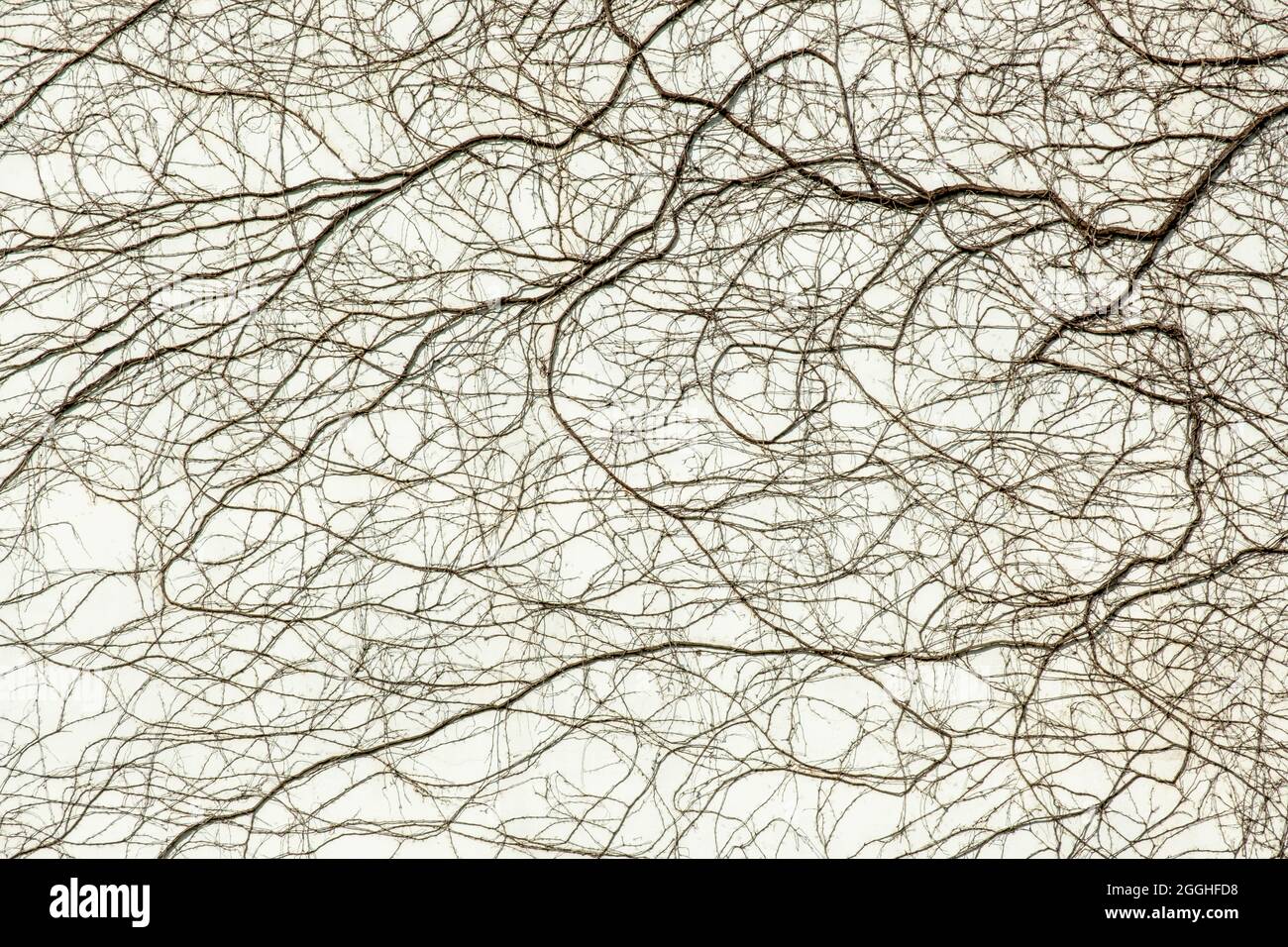 Root climbing wall hi-res stock photography and images - Alamy