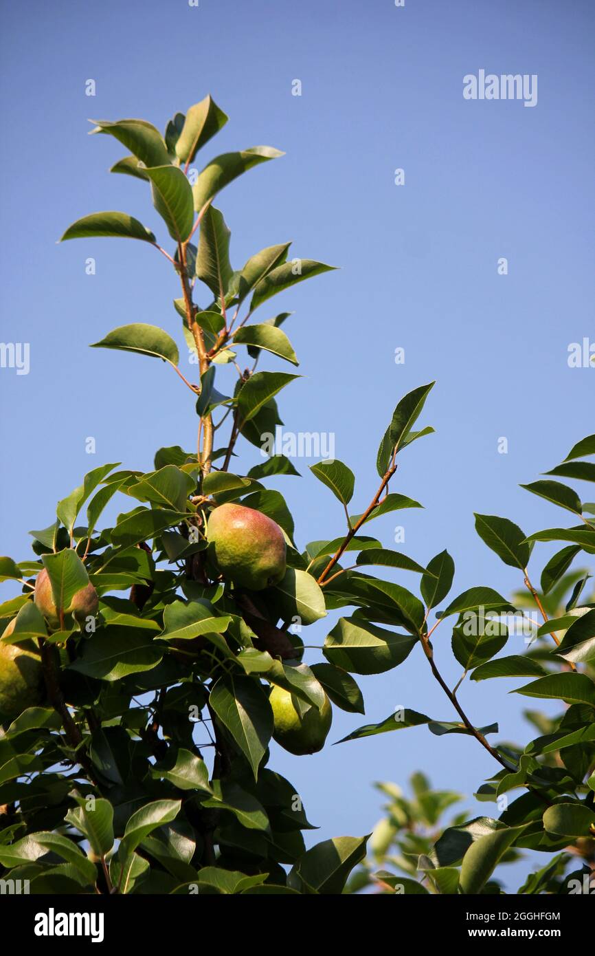 Pear tree growing in the bright summer sun Stock Photo - Alamy