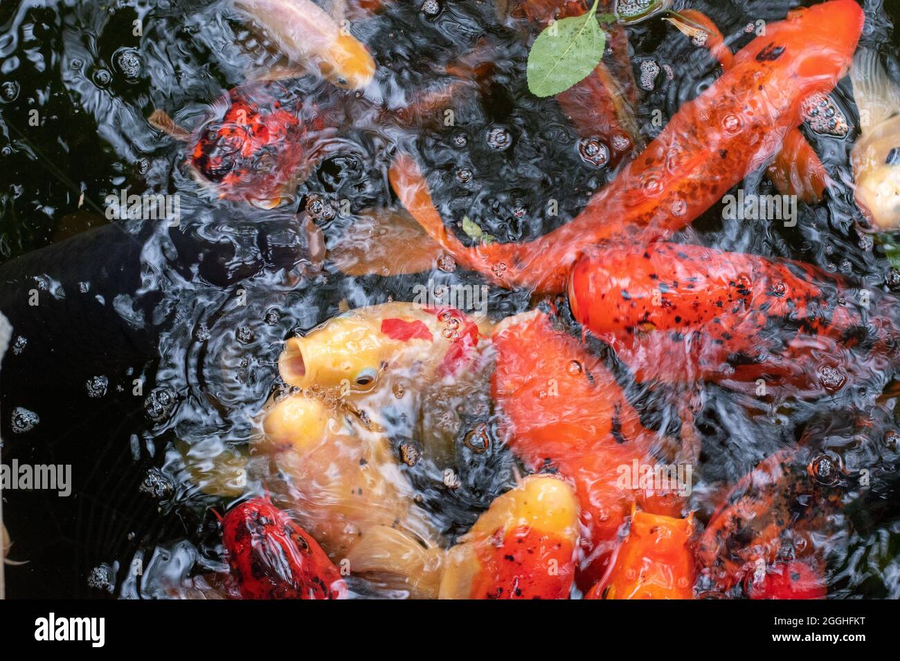 Japanese koi carp fish in a pond feeding Stock Photo - Alamy