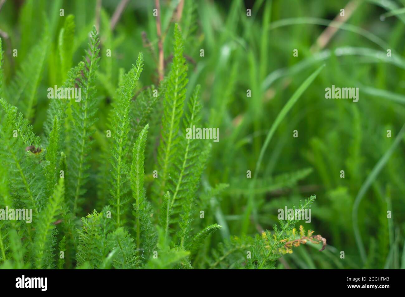 Fresh green grasses, Achillea millefolium common yarrow stems close up ...