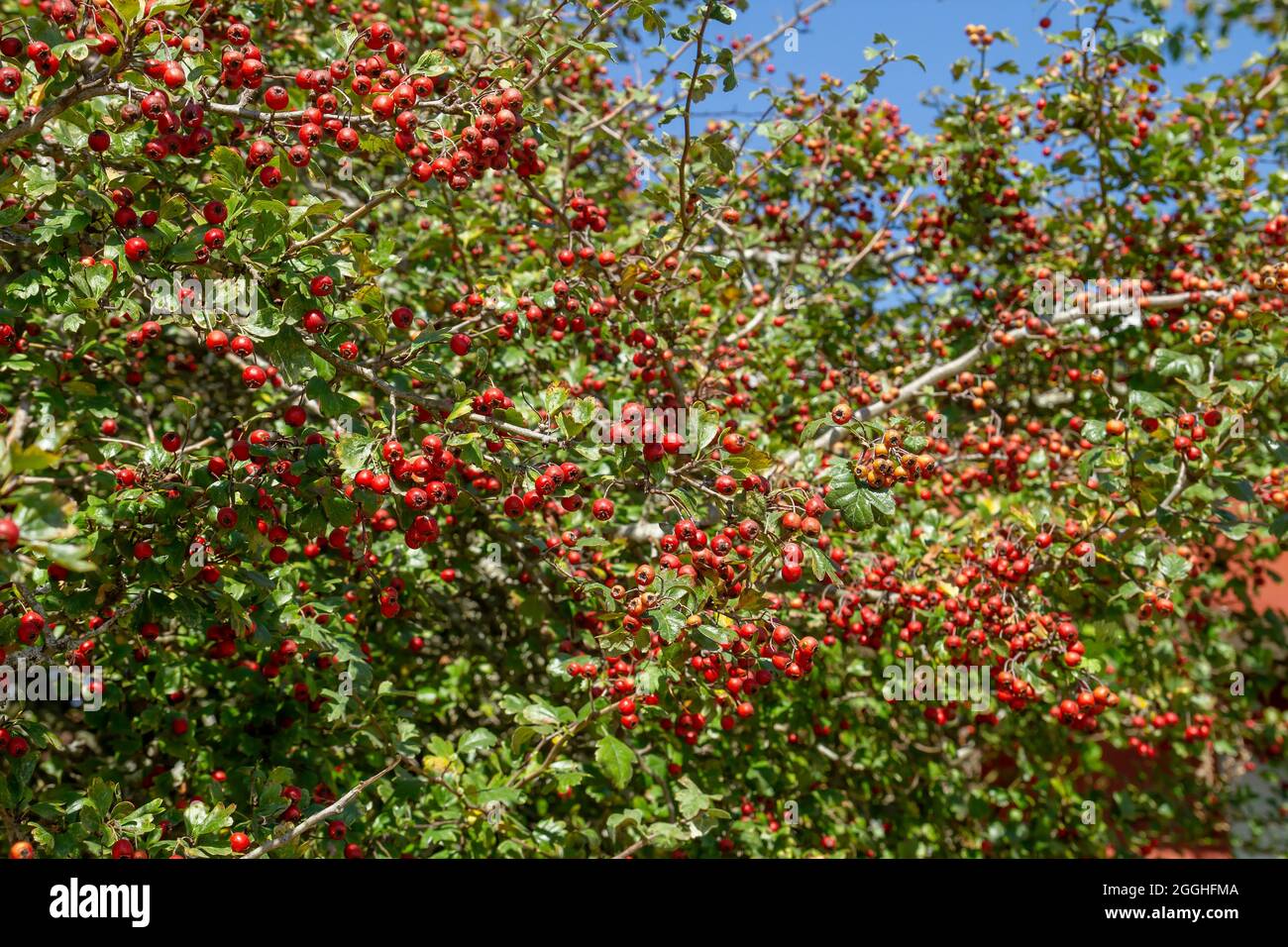 Crataegus monogyna, the common hawthorn, shrub laden of red berries and ...