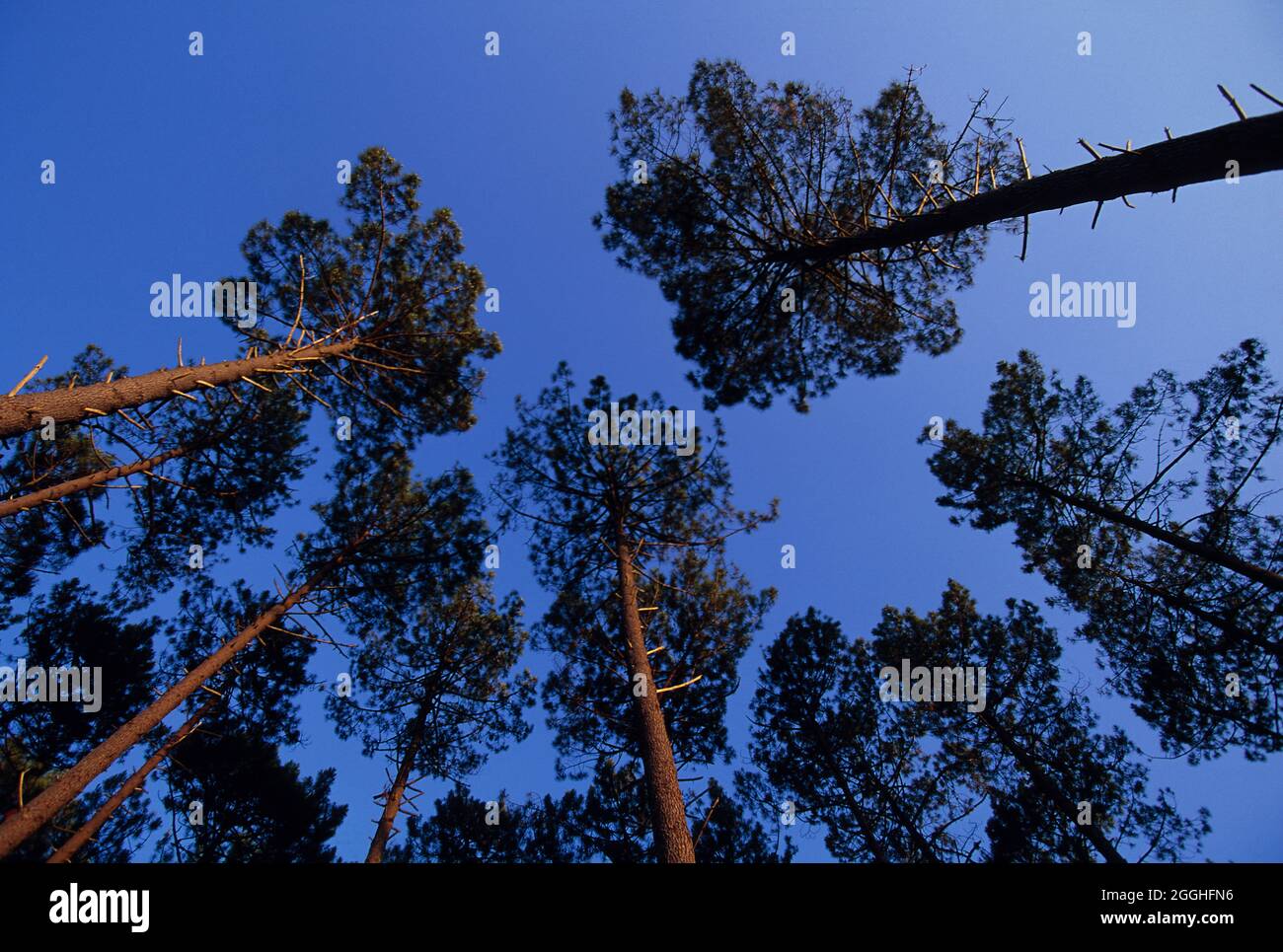LANDES (40) PINE FOREST Stock Photo - Alamy