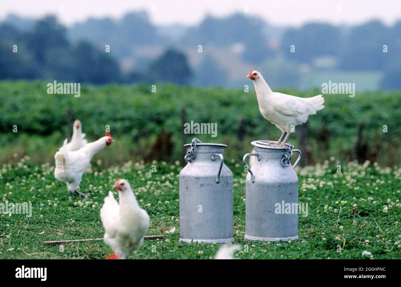 Hen farm france hi-res stock photography and images - Alamy