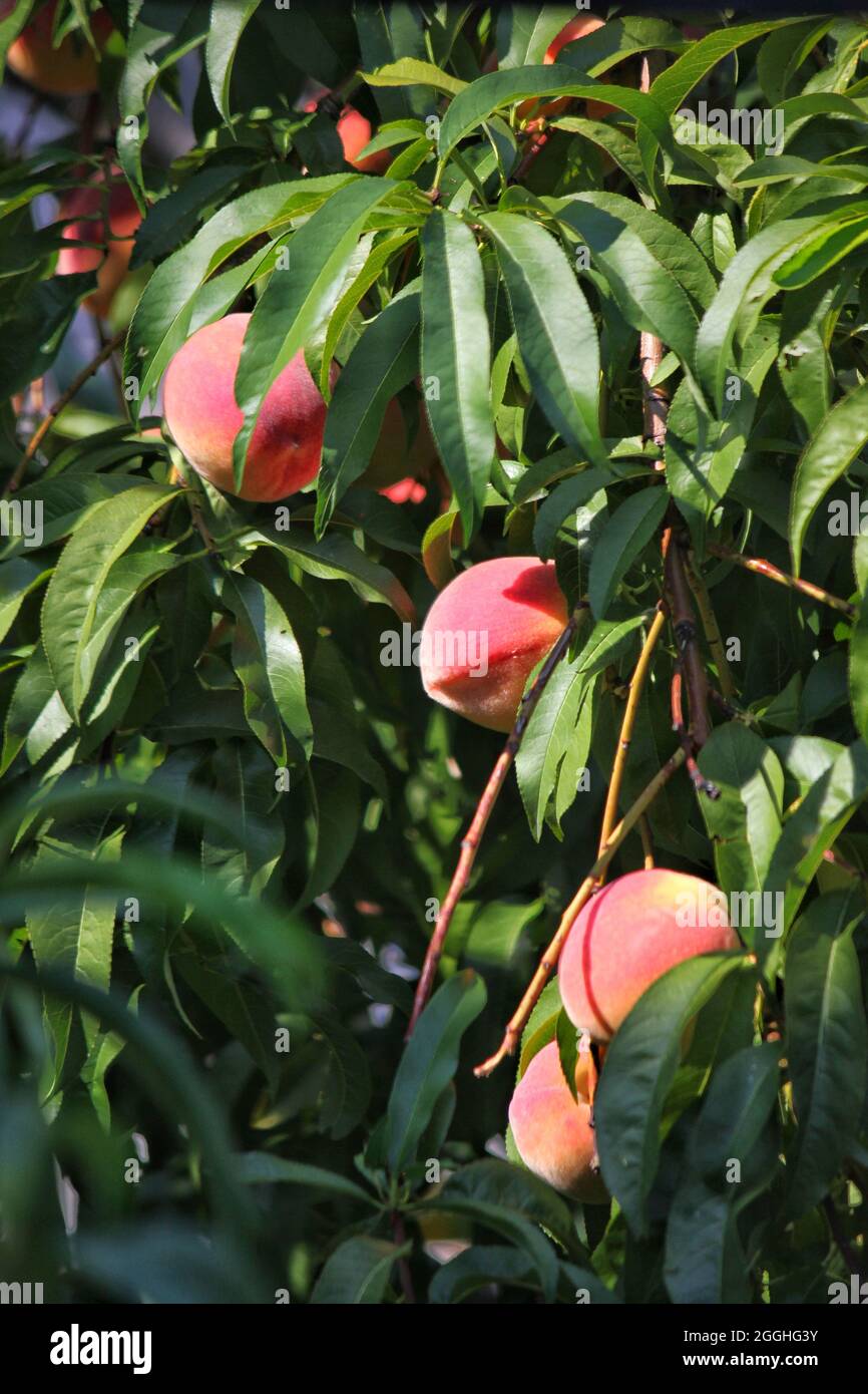 Delicious peaches growing on the fruit tree in the bright summer sun ...