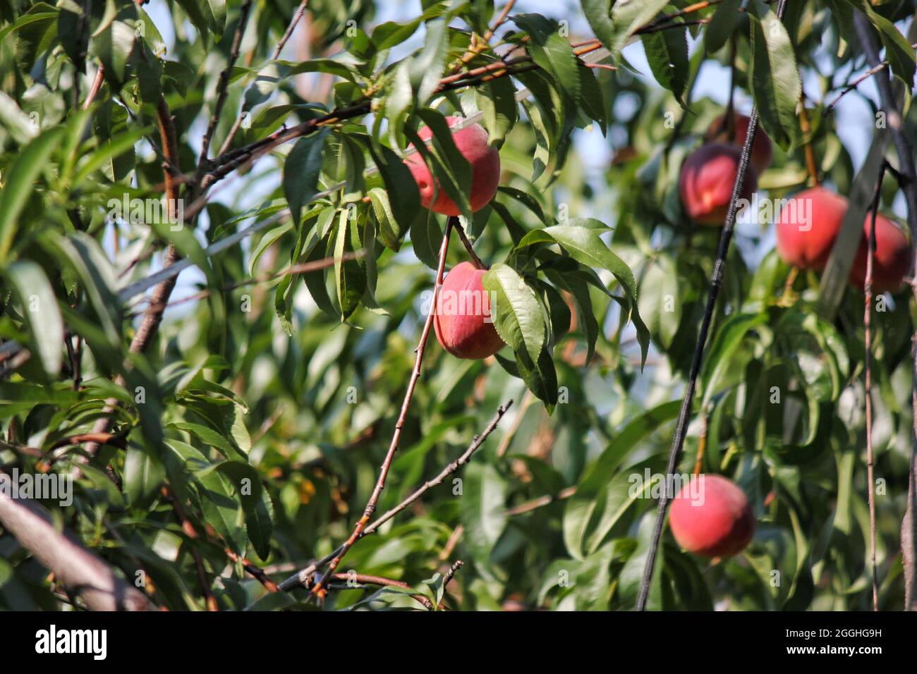 Delicious peaches growing on the fruit tree in the bright summer sun ...