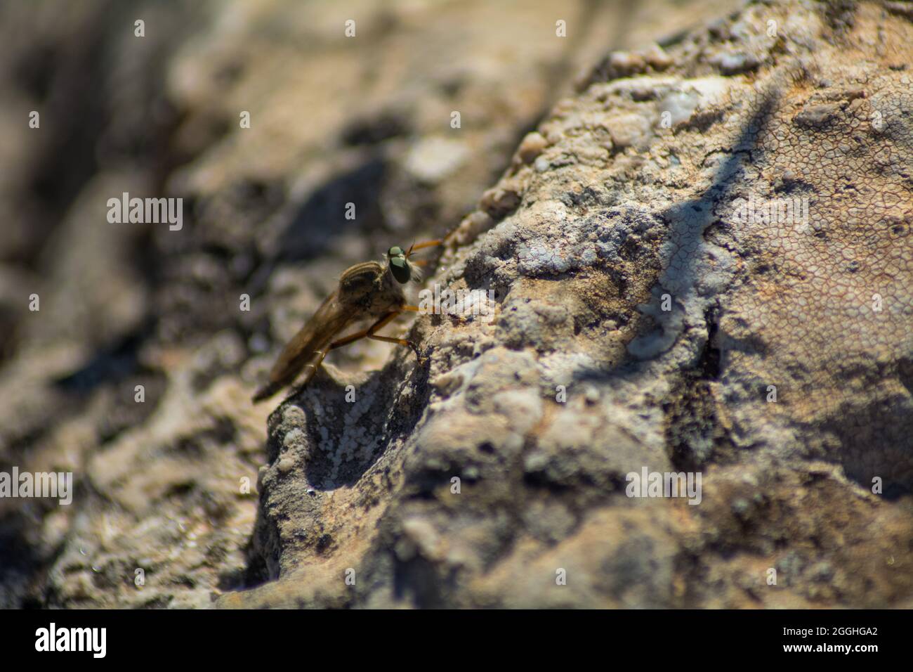 The butterfly and grasshopper hi-res stock photography and images - Alamy