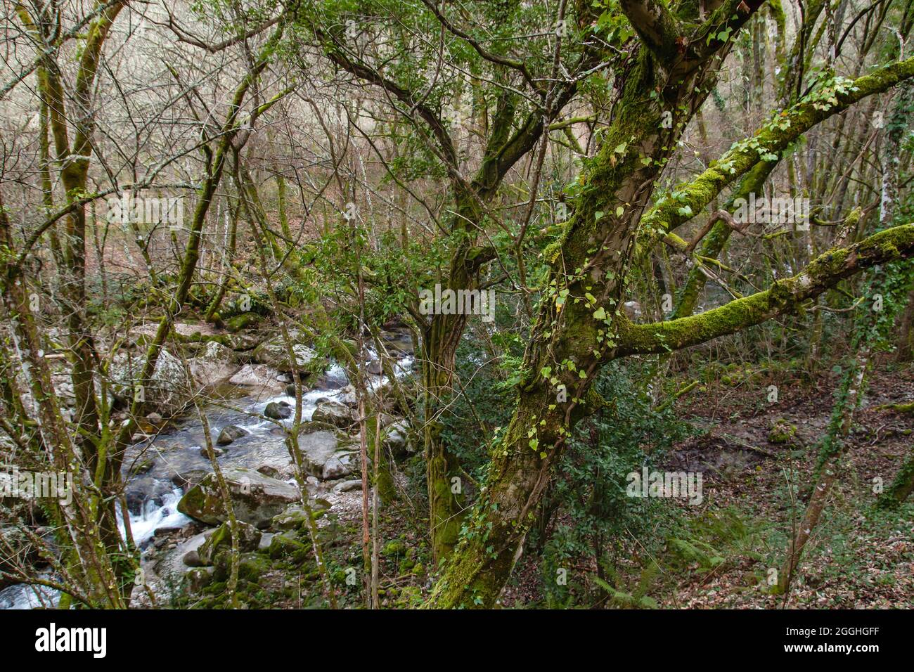 Atlantic forest in Mao River Canyon, Ribeira Sacra, Galicia, Spain ...