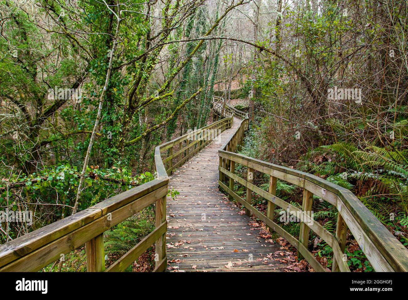 Wooden walkway in Mao River Canyon, Ribeira Sacra, Galicia, Spain Stock ...