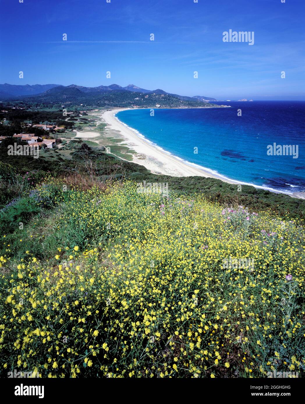 Corsica france spring flower hi-res stock photography and images - Alamy