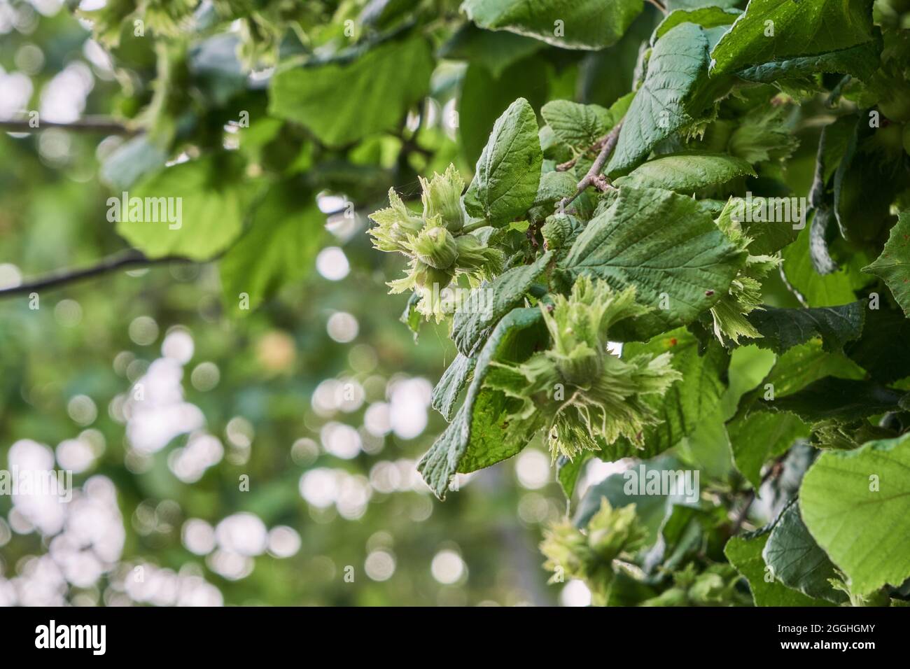 Close up immature hazelnuts ripening hi-res stock photography and ...