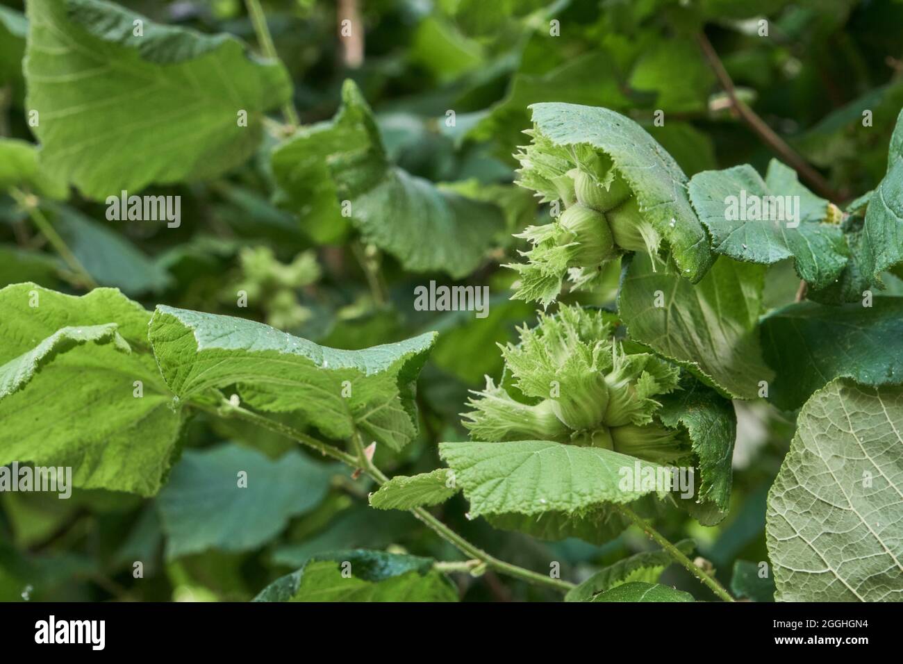 Common hazel tree hi-res stock photography and images - Alamy