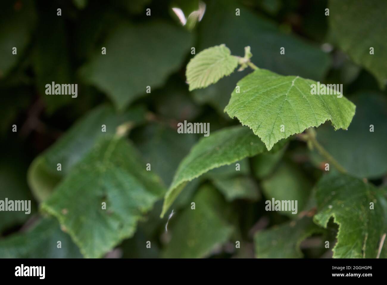 Hazelnut tree leaf hi-res stock photography and images - Alamy