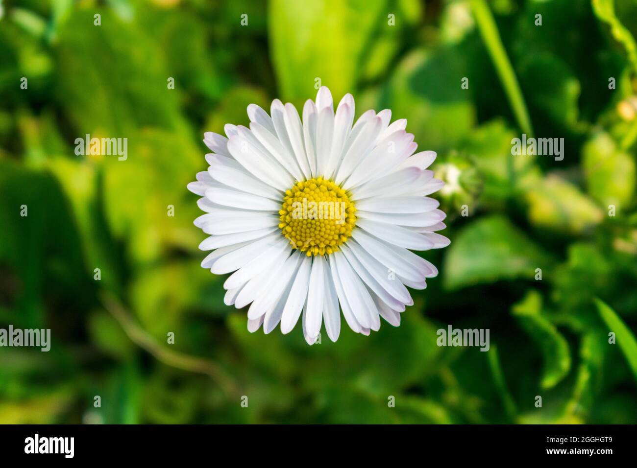 Silver leaf daisy hi-res stock photography and images - Alamy