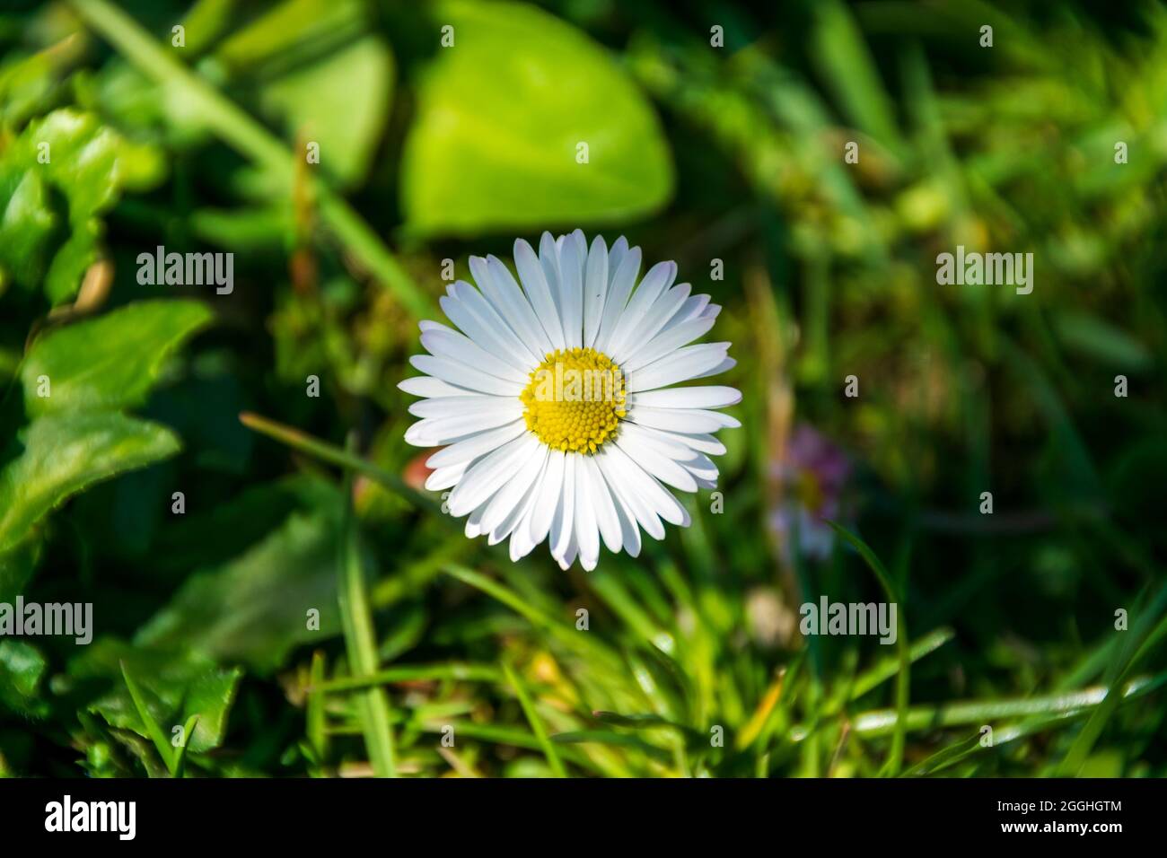 Silver leaf daisy hi-res stock photography and images - Alamy