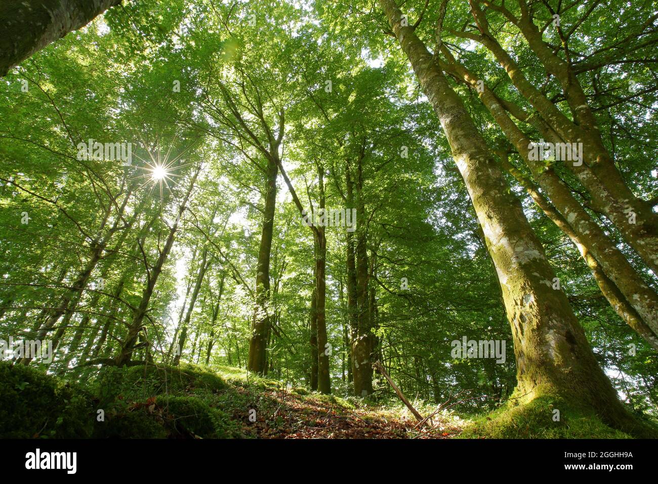 Deep into green forest in Norway. Panorama of green trees in ...