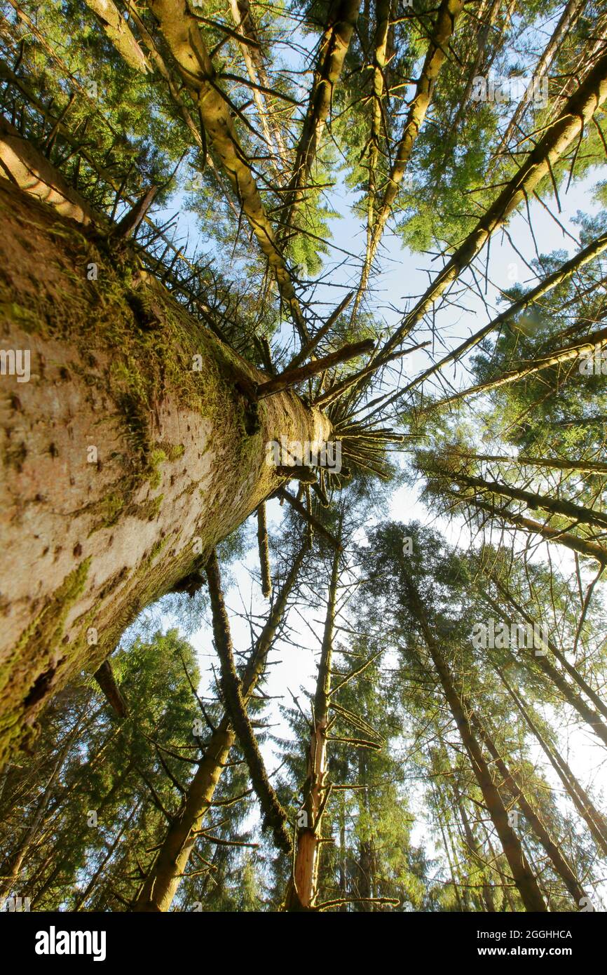Deep into a Norwegian forest. Close up tree from below Stock Photo - Alamy