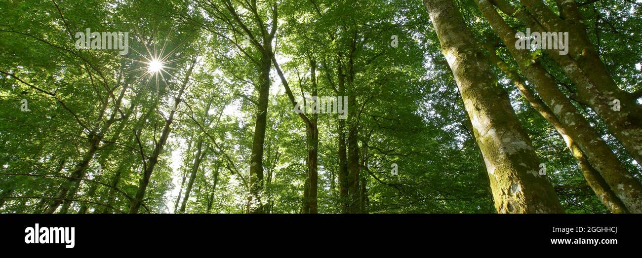 Deep into green forest in Norway. Panorama of green trees in ...