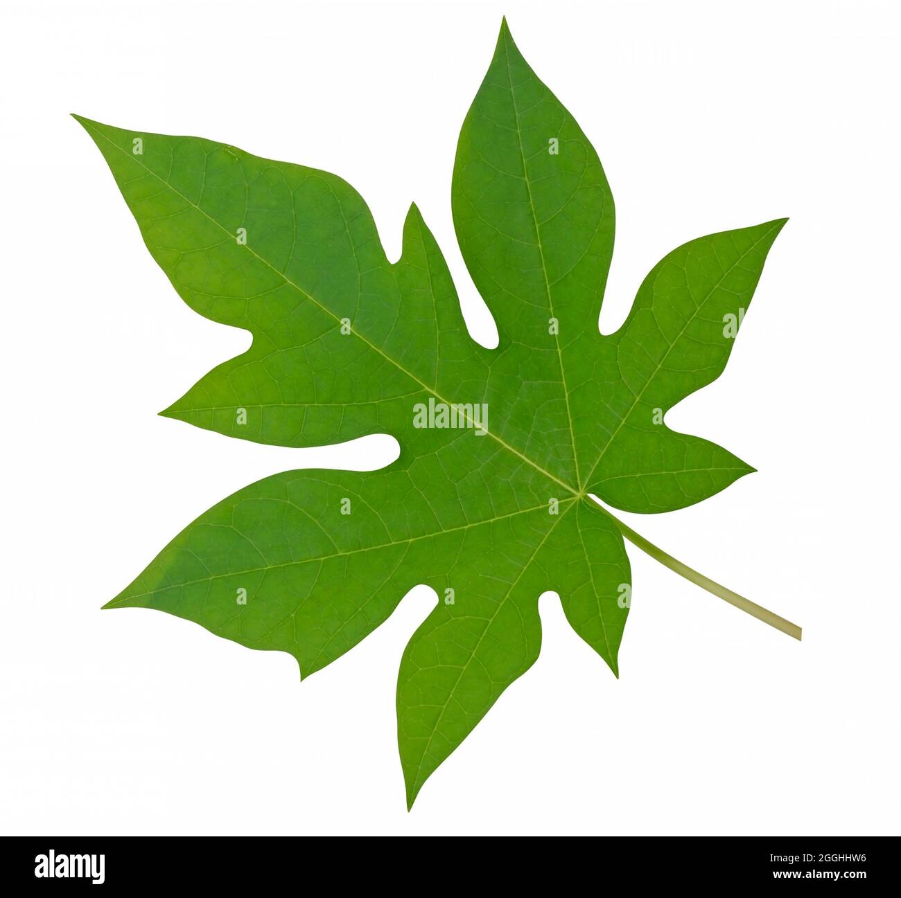 Background texture natural large Cut Out Stock Images & Pictures - Alamy