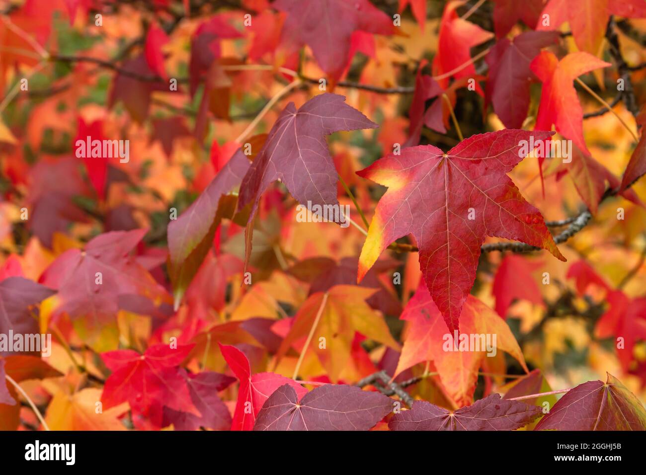 Ornamental deciduous tree hi-res stock photography and images - Alamy
