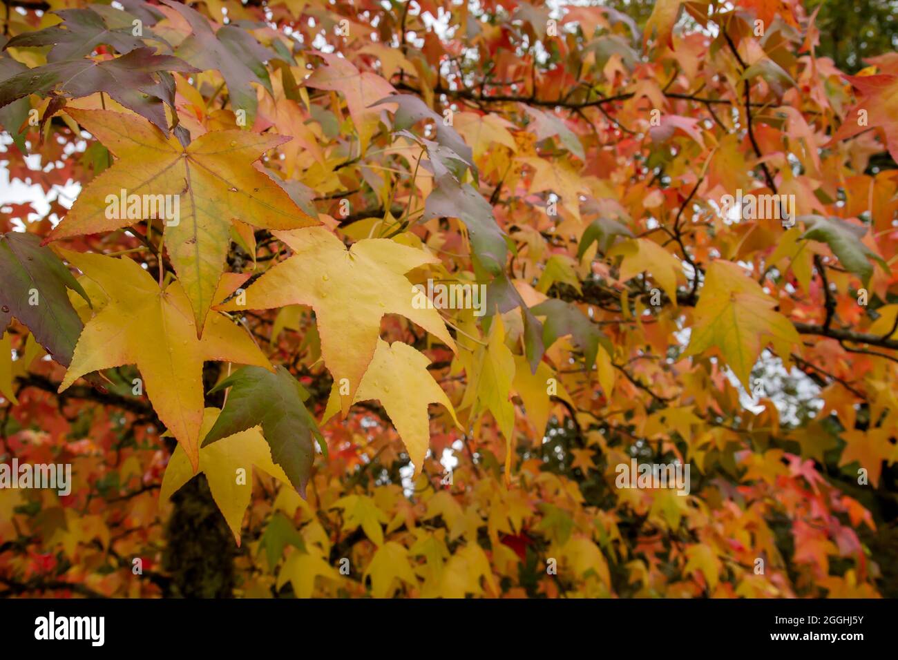 Ornamental deciduous tree hi-res stock photography and images - Alamy