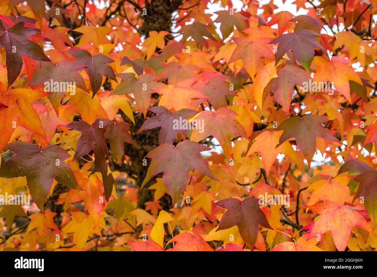 Liquidambar tree with colorful autumnal deciduous foliage Stock Photo ...