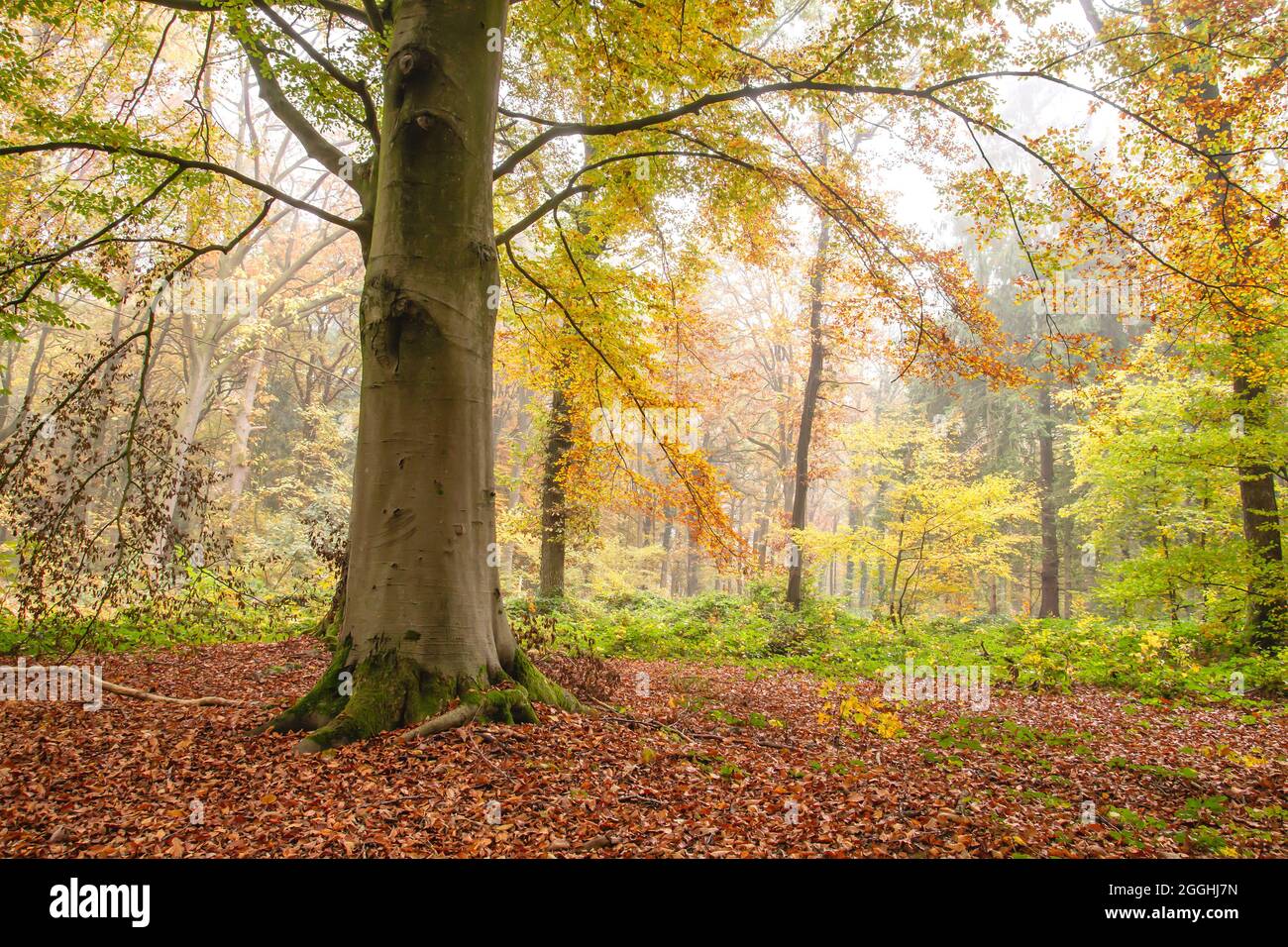 Fagus sylvatica or european beech trees forest with autumnal colored ...