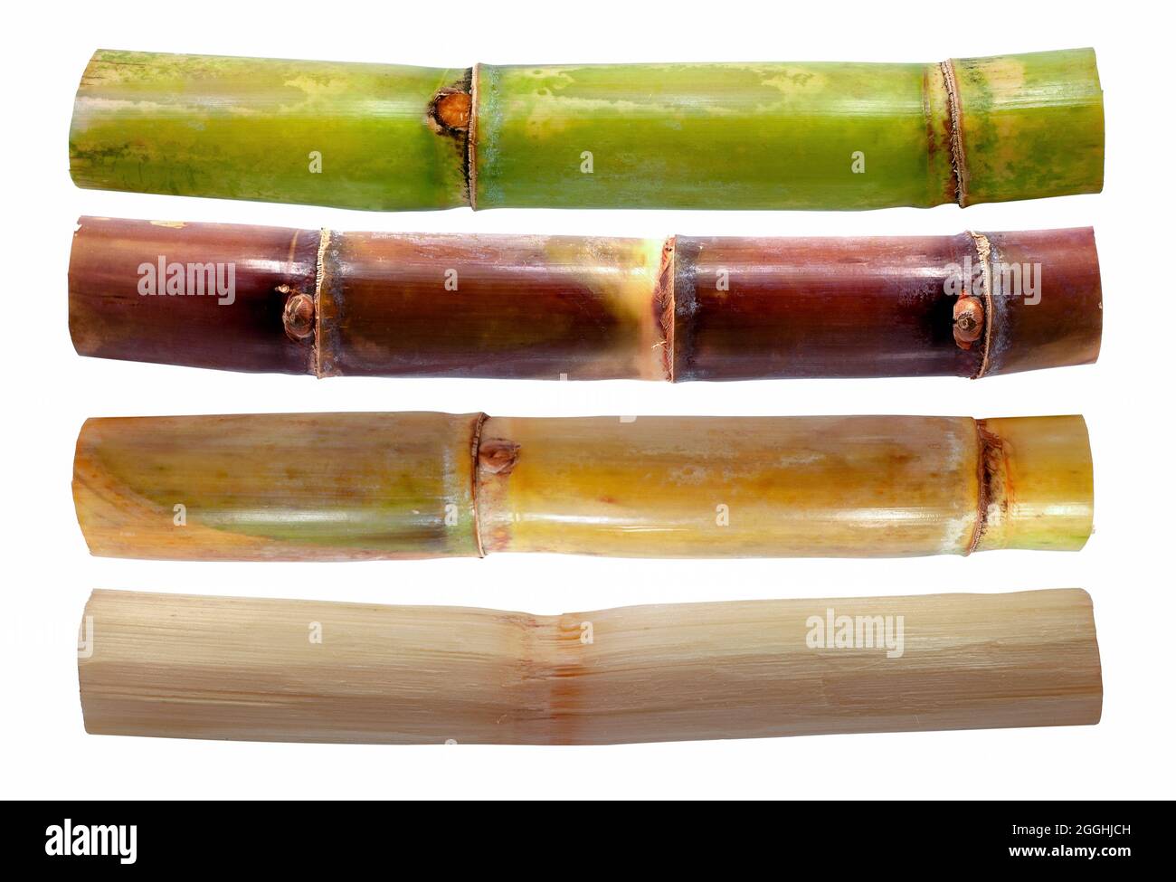 Fresh organic sugarcane leaf hi-res stock photography and images - Alamy