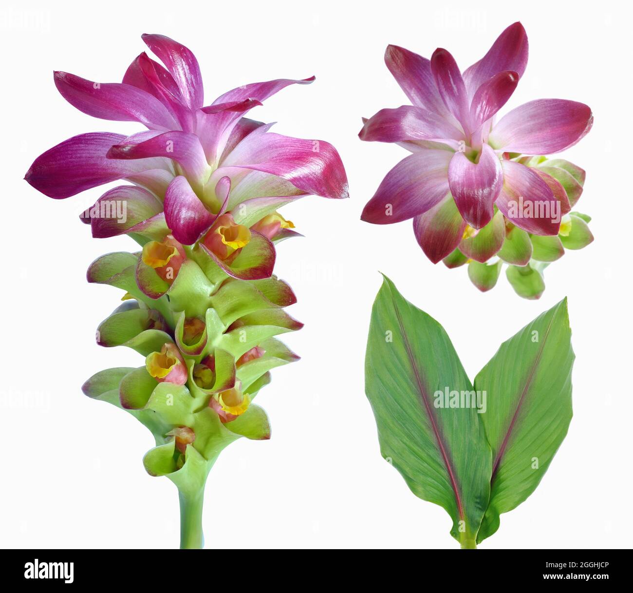 Turmeric fower isolated on white background Stock Photo - Alamy