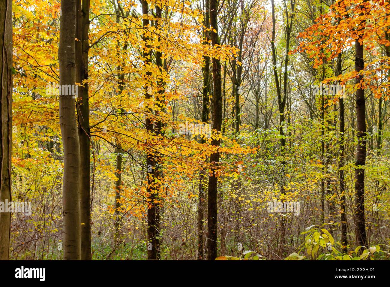 Fagus sylvatica or beech trees woodland with autumn colored deciduous ...