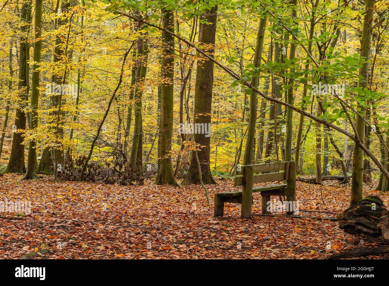 Empty bench trees in forest hi-res stock photography and images - Alamy
