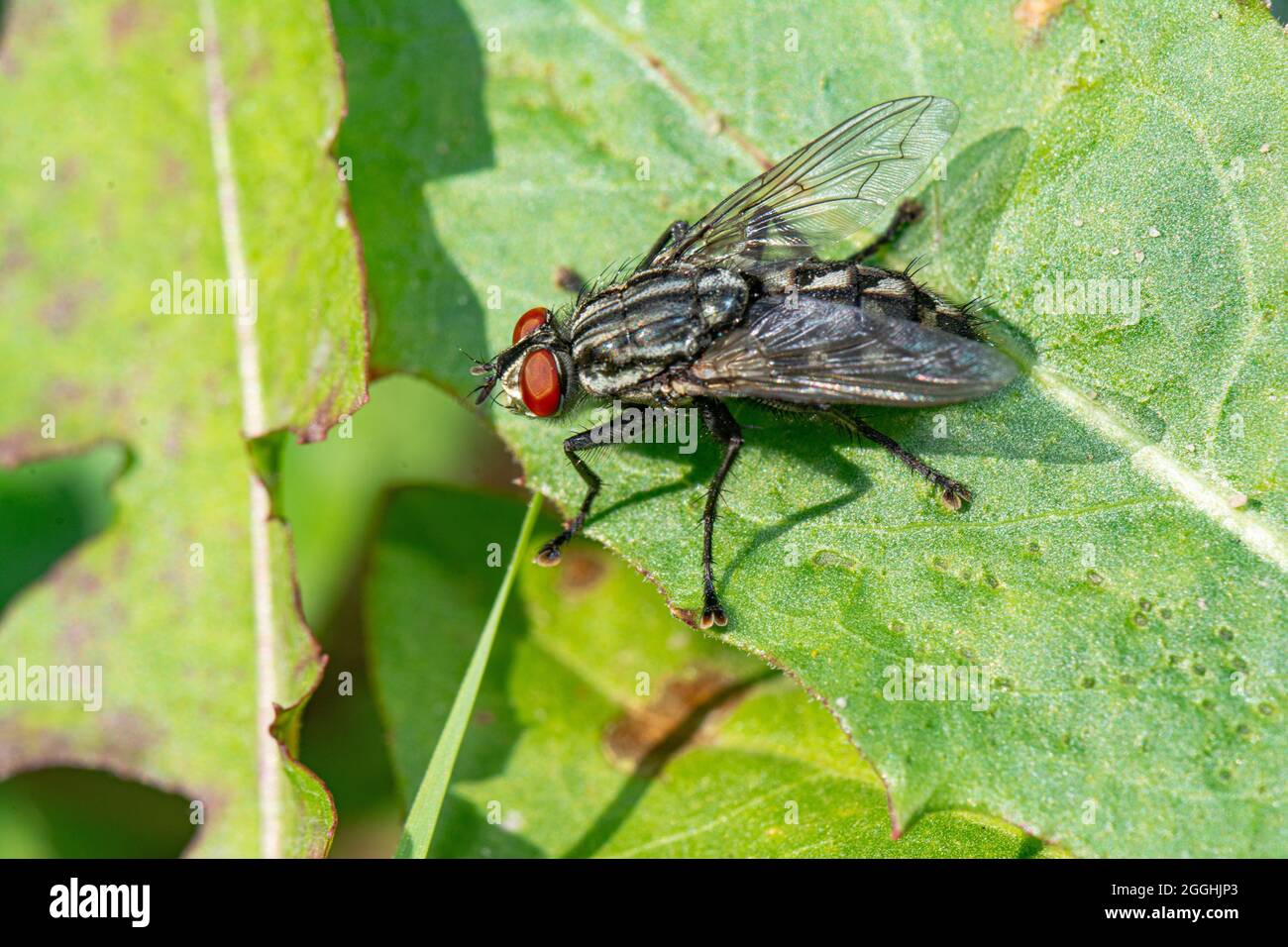Carrion fly hi-res stock photography and images - Alamy