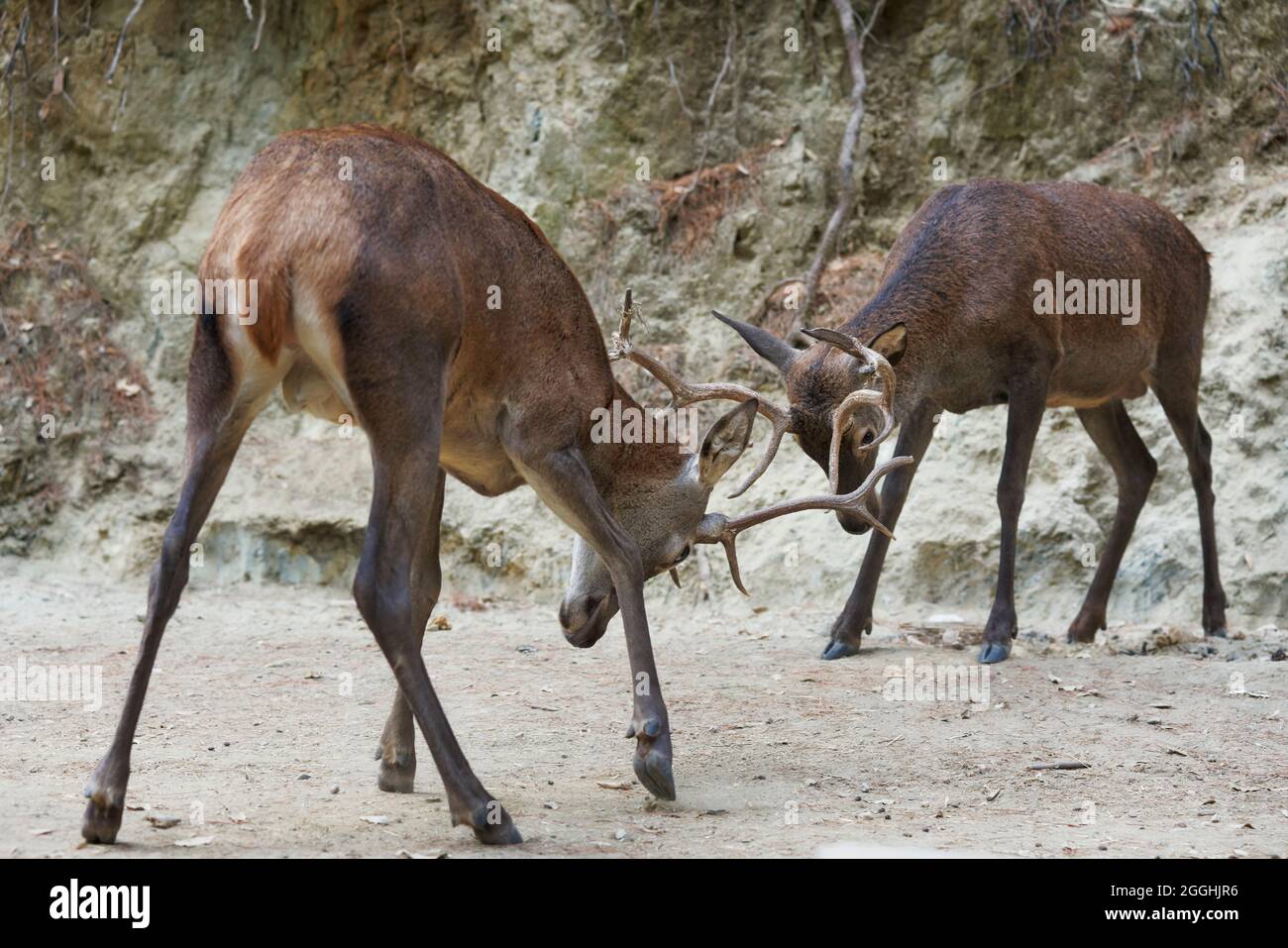 Alpha deer hi-res stock photography and images - Alamy