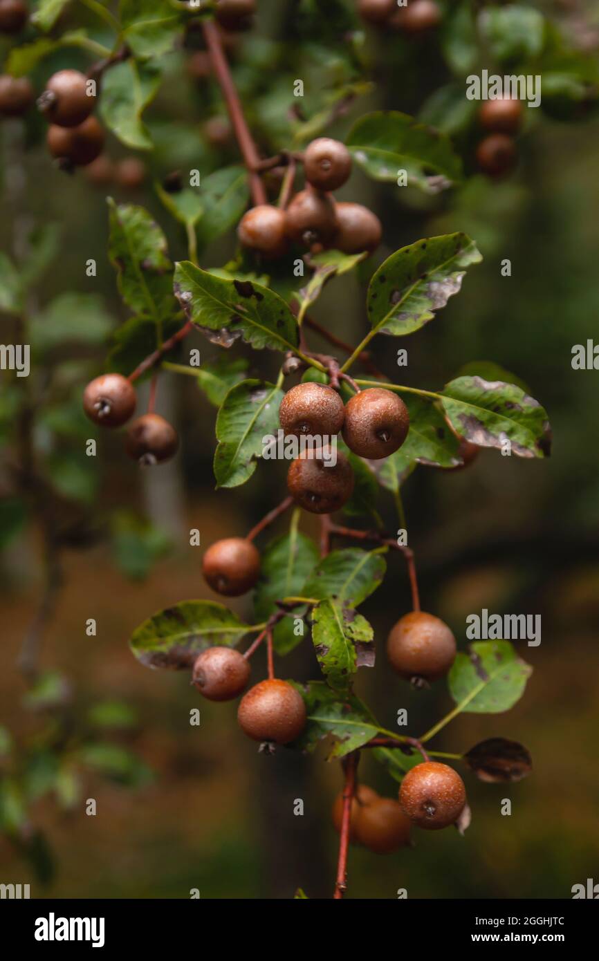 Pyrus cordata known as Plymouth pear wild tree fruits Stock Photo - Alamy