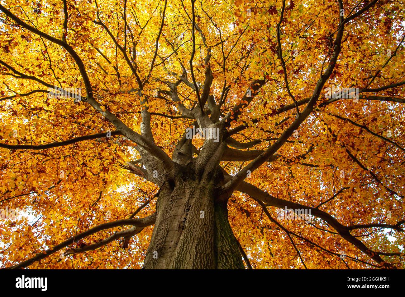 Fagus sylvatica or european beech tree with autumnal colored foliage ...