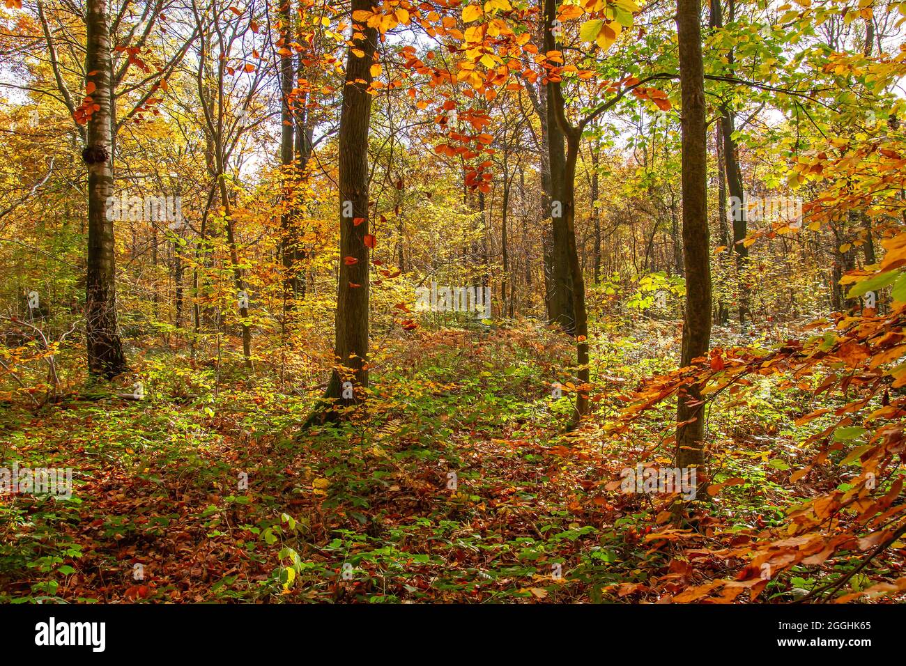 Fagus forest branches fagaceae hi-res stock photography and images - Alamy