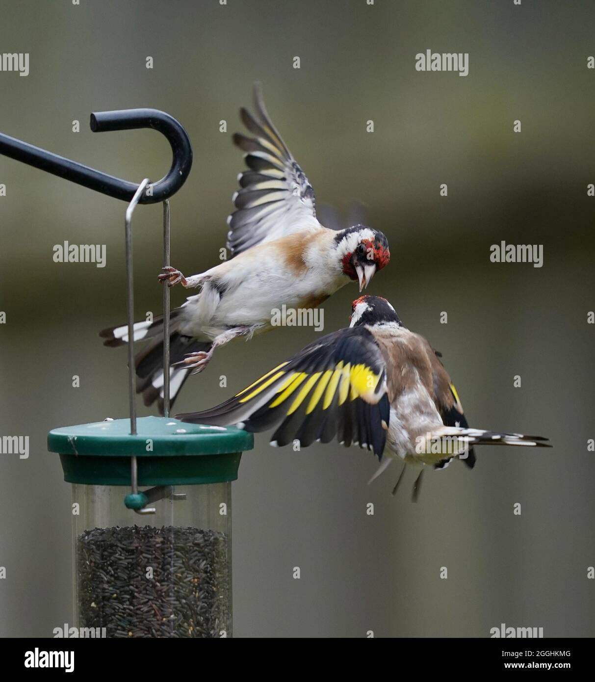 Animals fighting over food hi-res stock photography and images - Alamy
